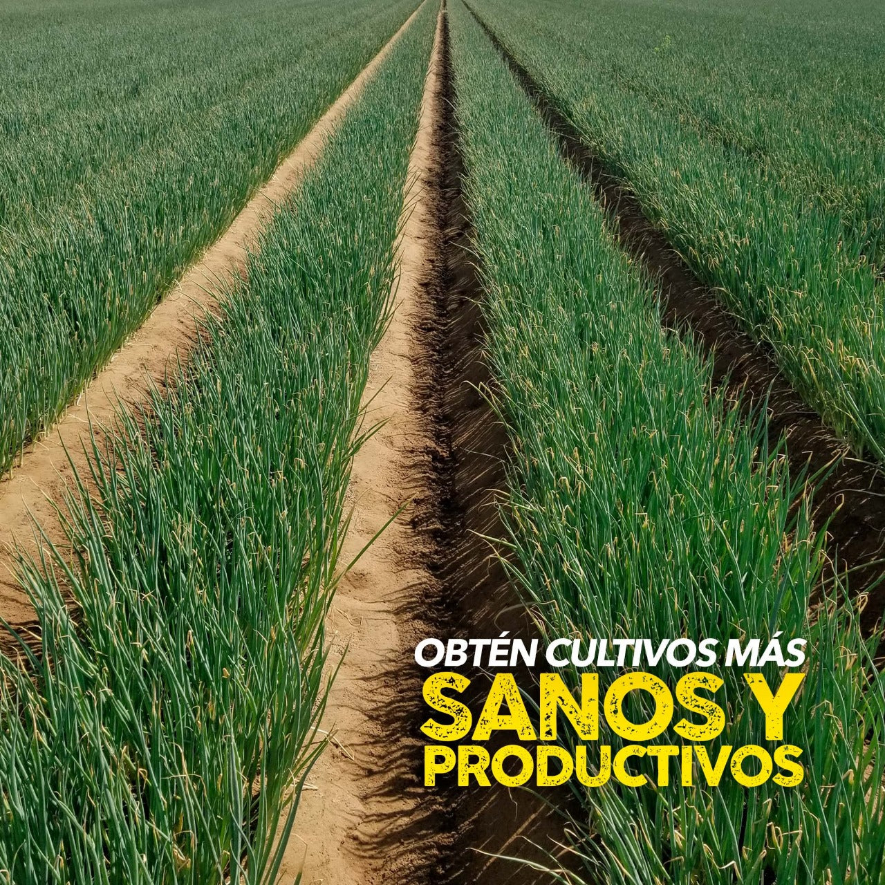 Nutripel: Fertilizante Orgánico Peletizado – Web Novedades Agricolas DASA